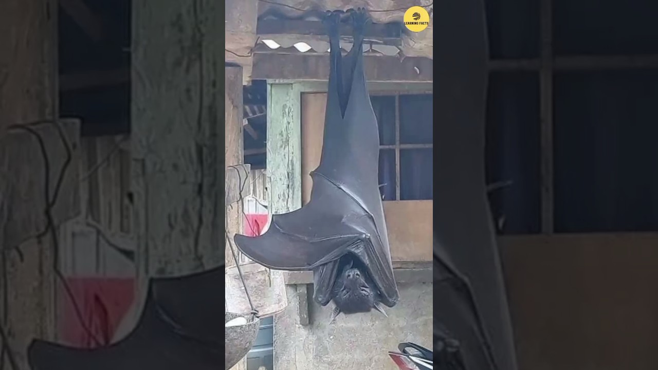 real life vampire bat 😱|| human sized bat 🤫🤔 #ytshorts #shorts #facts ...