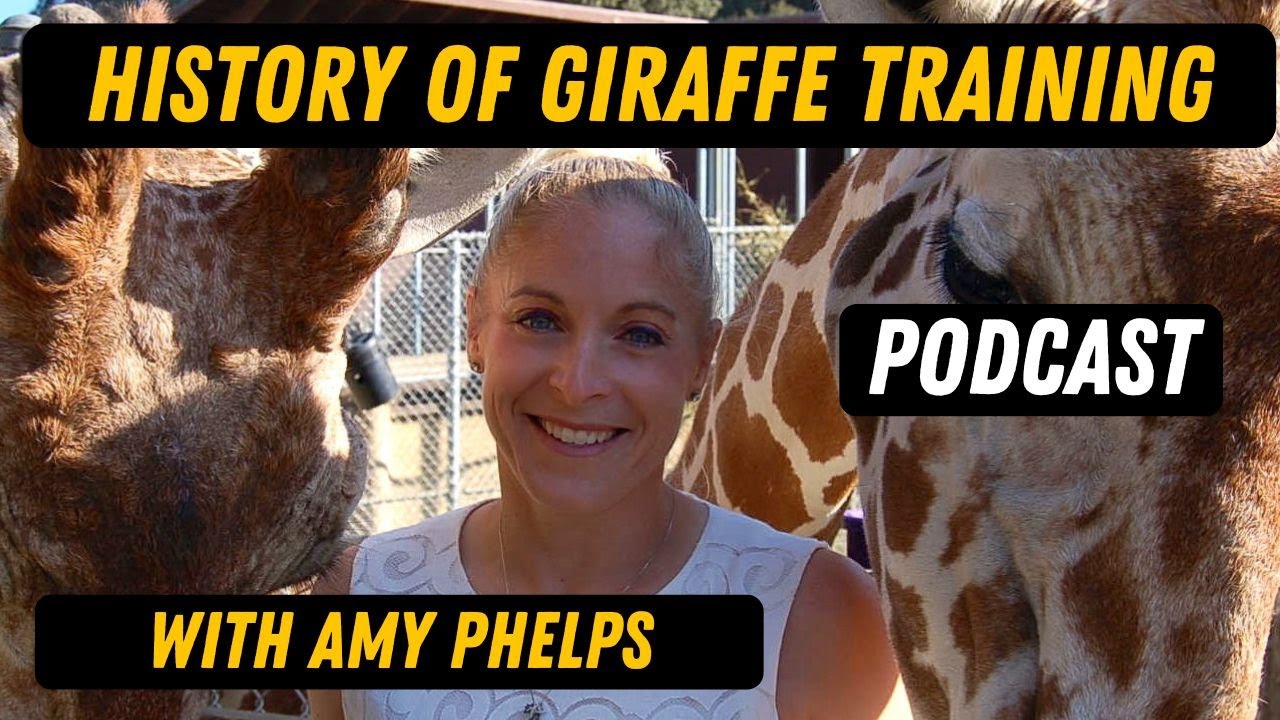 The History of Giraffe Training with Amy Phelps - YouTube