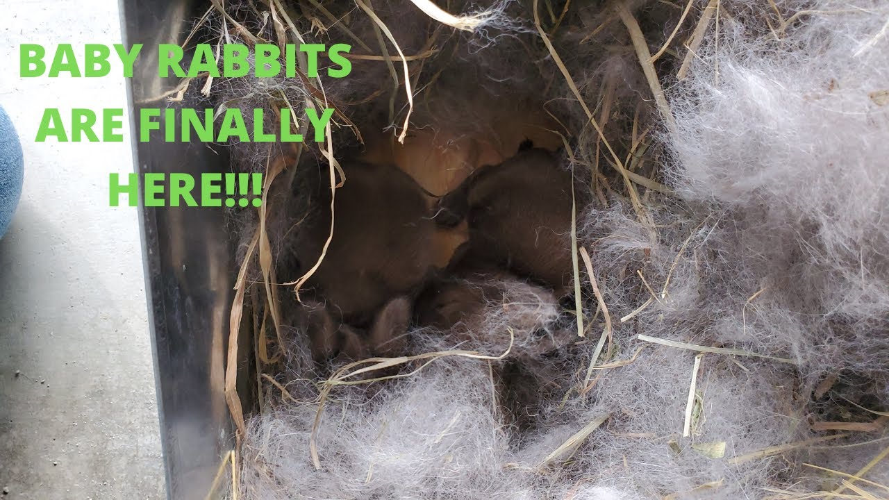 Baby rabbits are finally here!! Quick rabbit and goat update video ...