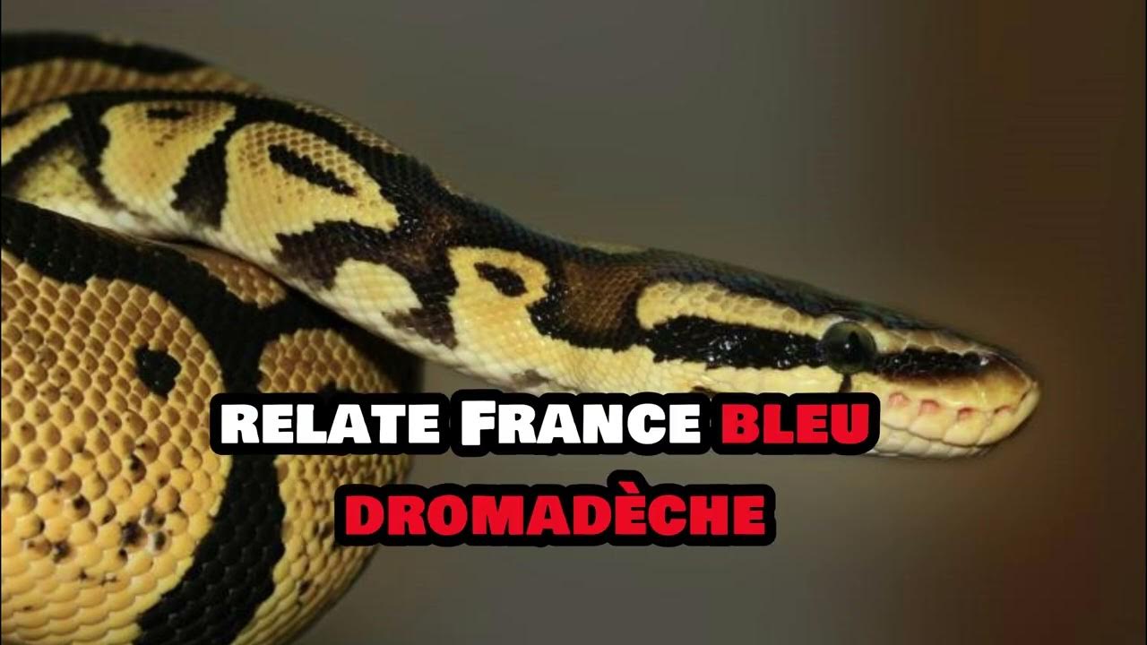 🐍🏠 Elle découvre un python d’1,5 m chez elle 😱#python #animaux # ...
