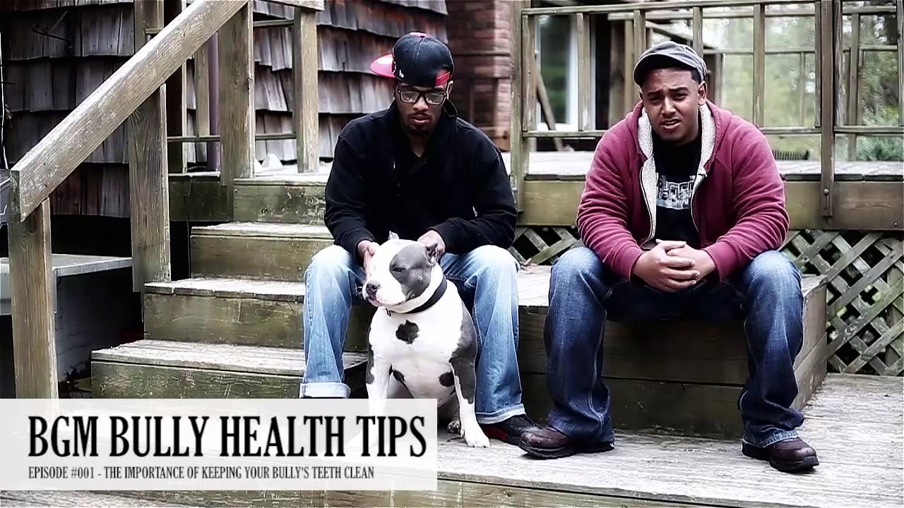 American Bully: How to Keep Your Bully's Teeth Clean - YouTube