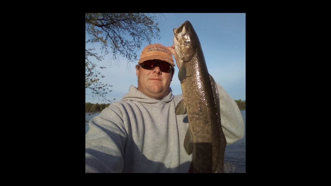 Went out for pre-spawn bluegill and got a bowfin bite instead on the ...