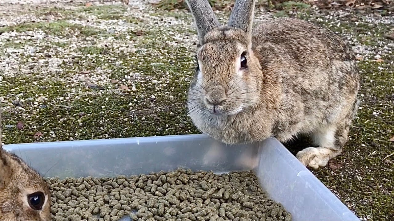 Rabbit: “Are you human by any chance?” - YouTube