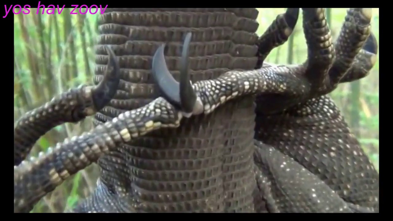 Yos hav zoov zoo saib tua tsiaj loj 2017 - YouTube