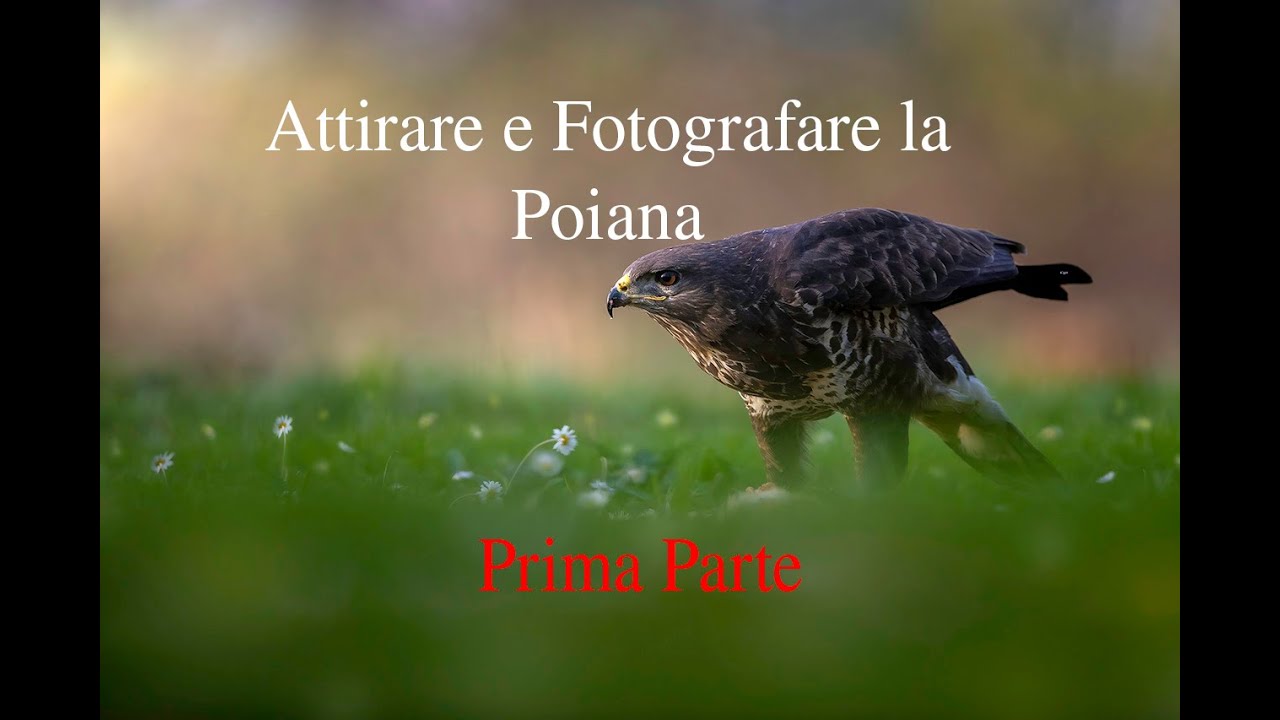 La poiana: come attirarla e fotografarla (prima parte) - YouTube