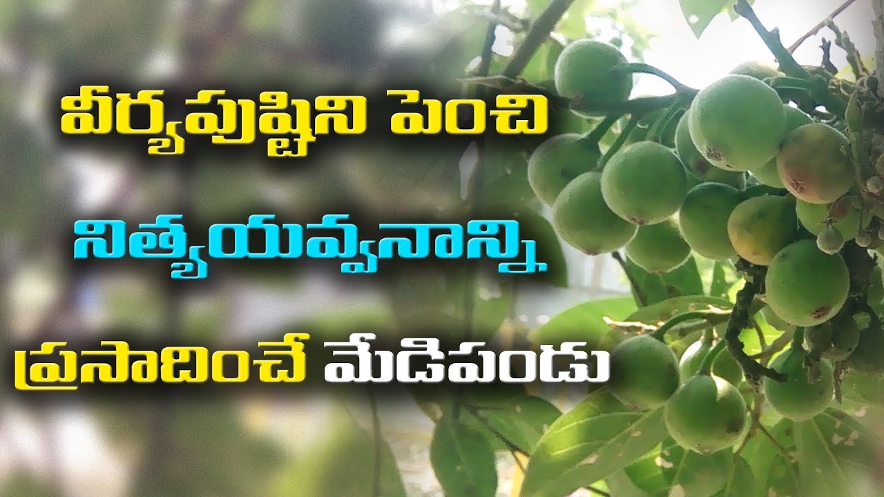 వీర్య పుష్టిని పెంచి యవ్వనాన్ని పెంచే మేడిపండు ||medipandu uses||fig ...