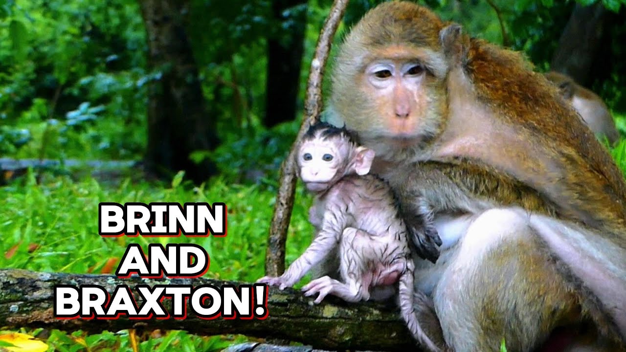 Rainy and Wet, But Baby Braxton Stays So Lovely!, @monkeyscorner - YouTube