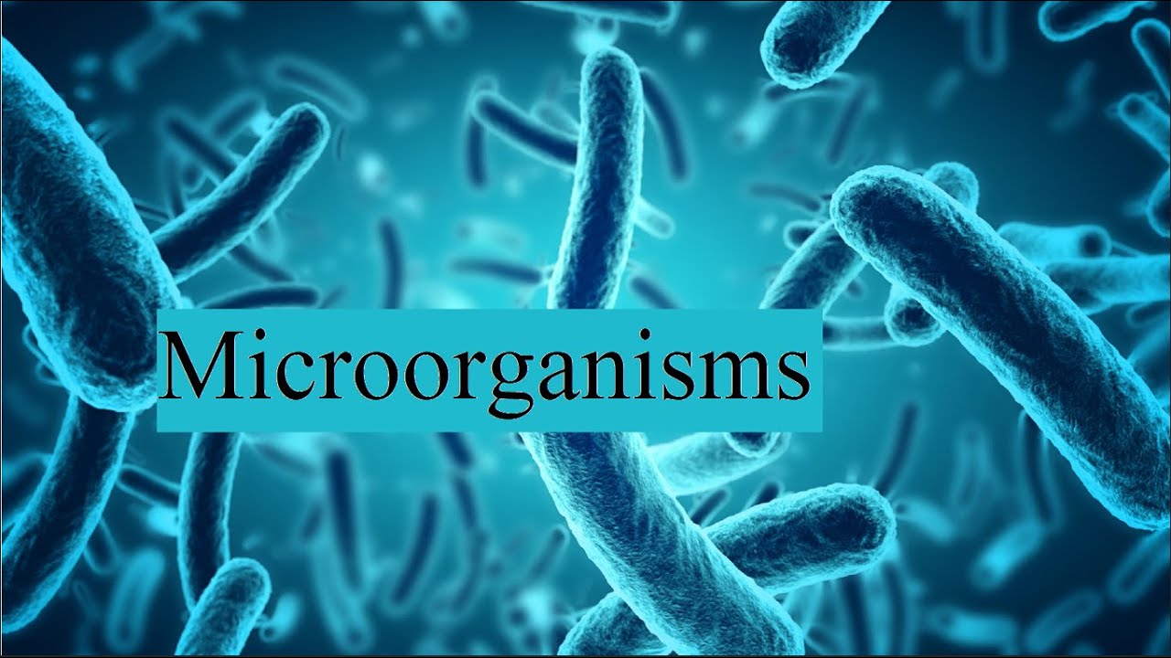 Microscopic marvels: how micro organisms shape your life - YouTube