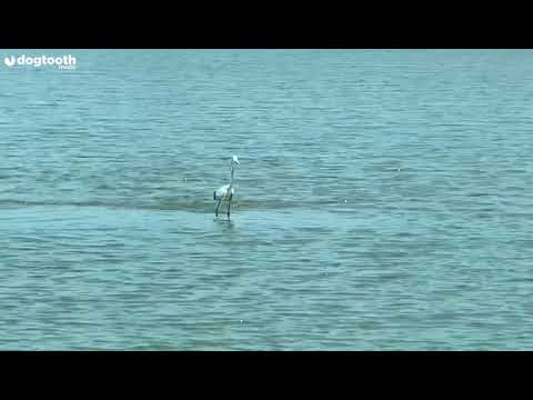 Crafty Heron Surfs on Hippo's Back || Dogtooth Media