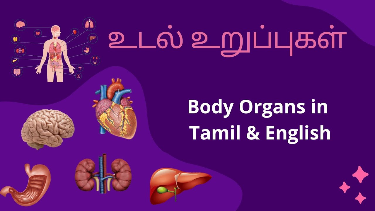 உடல் உறுப்புகள் - Body Organs in Tamil & English - YouTube