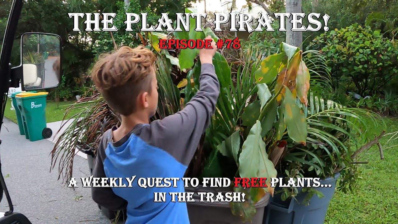 Finding FREE Plants in the trash! The Plant Pirates Episode #78 - YouTube