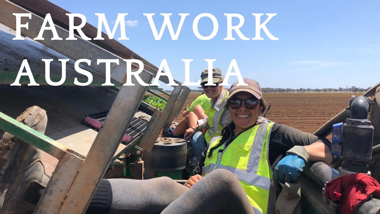 3 months of farm work in Australia - YouTube