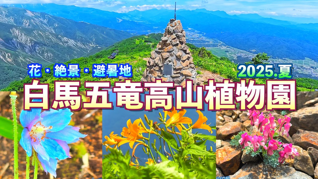 【花・絶景・避暑地】【白馬五竜高山植物園】【長野県 白馬村】／4K／Hakuba Goryu Alpine Botanical Garden ...