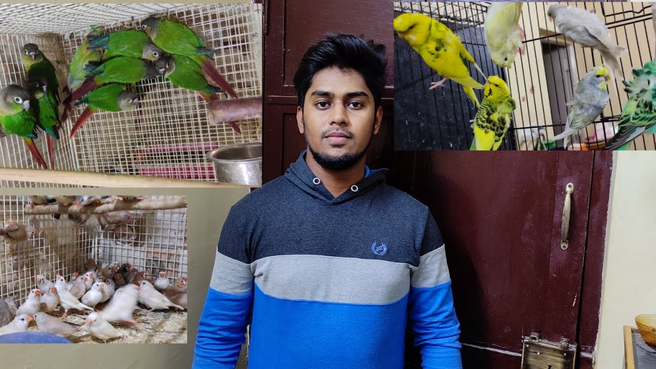 Stock update: Exotic birds available at reasonable prices. - YouTube