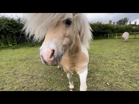 Amazing! Cute Tiny Ted has his own Adorable Theme Song. ️🐴 - YouTube