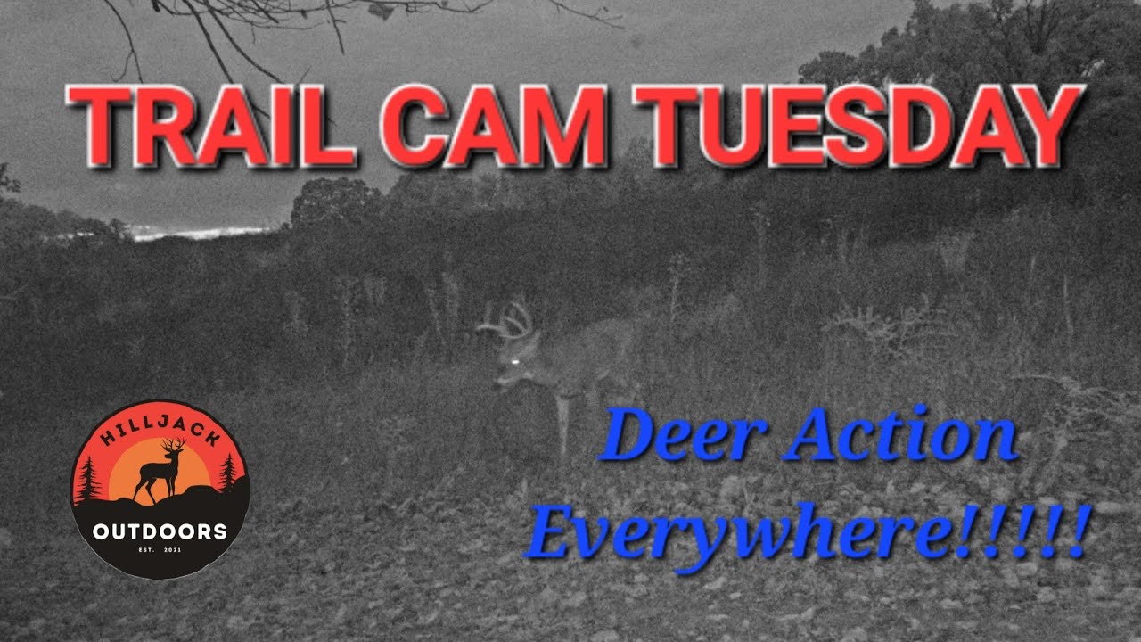 TRAIL CAM TUESDAY: Deer Action All Over The Farm - YouTube