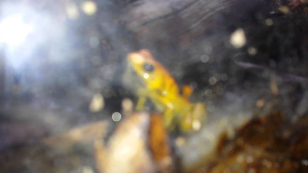Bi-Color Green Leg Poison Dart Frogs mating calls - YouTube