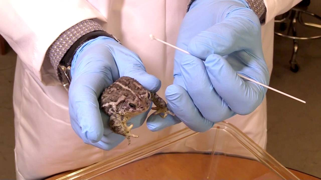 How to collect a chytrid swab from a frog or toad - YouTube