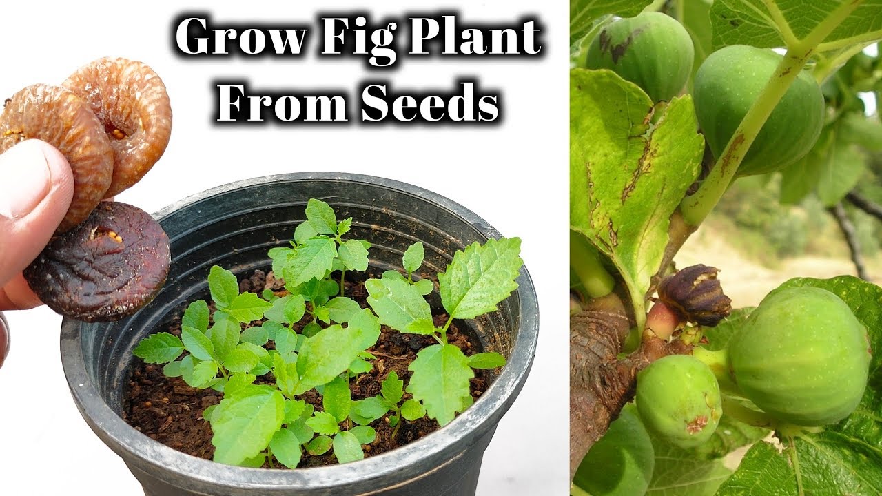 अंजीर का पौधा उगाएं आसानी से । Grow fig / Anjeer plant from seeds ...