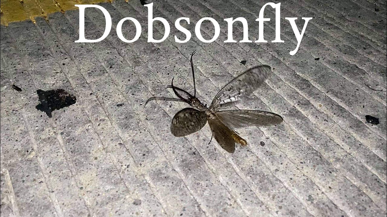 Dobsonfly Found In PA - Informational Video - YouTube