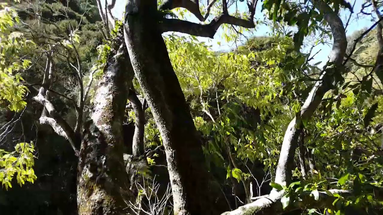 Up in the lemonwood trees - YouTube