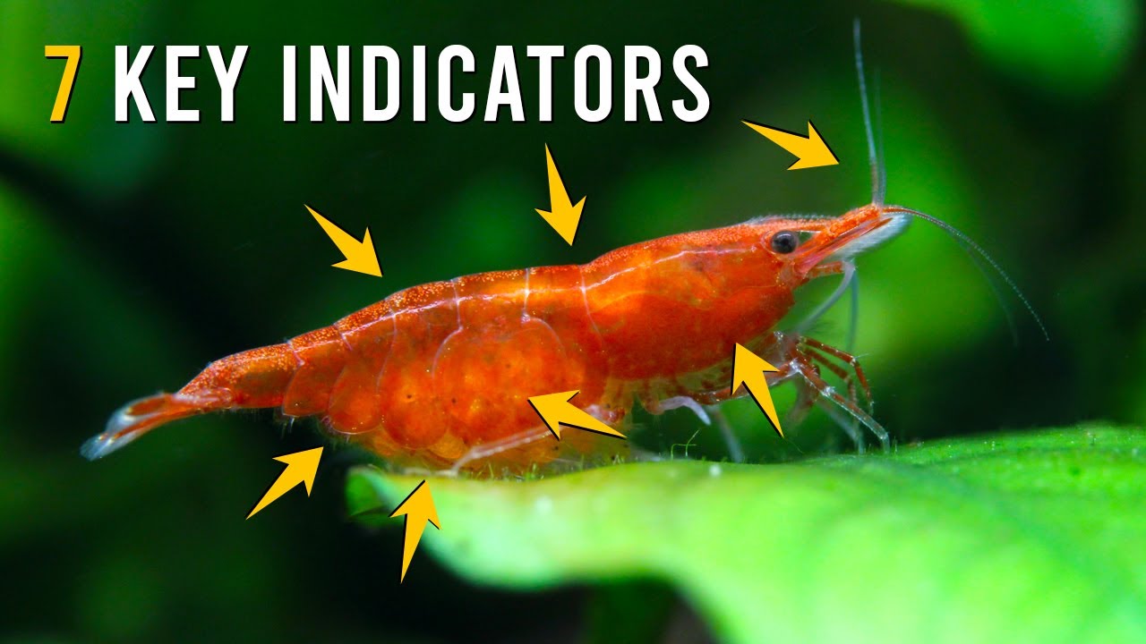 How To Tell Male & Female Red Cherry Shrimp EASILY! - YouTube