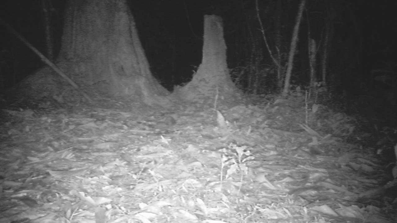 Greater hedgehog tenrec (Setifer setosus) - YouTube