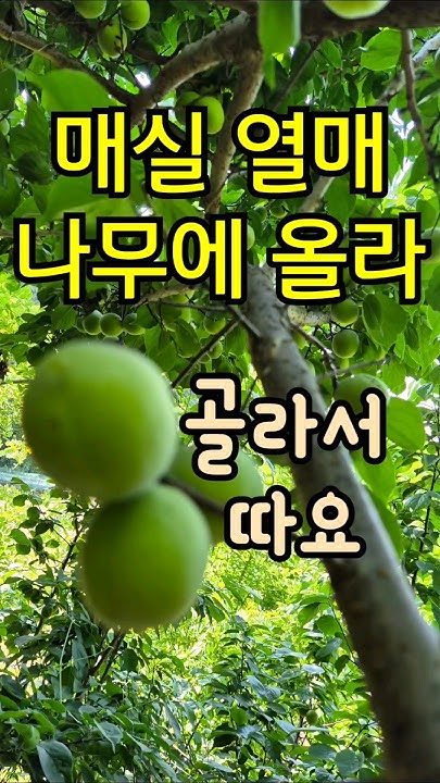 매실 나무에 올라간 나는 친환경 자연인 입니다 매실 매실청 Youtube