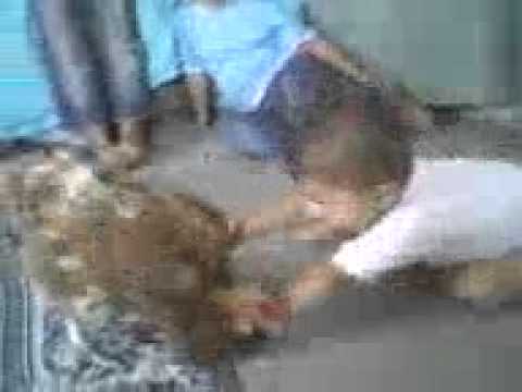 yeginim beritan ve tavuk kavgası
