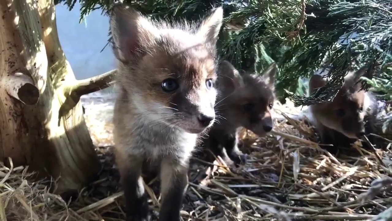 Cuan Wildlife Rescue: fox Cubs - YouTube