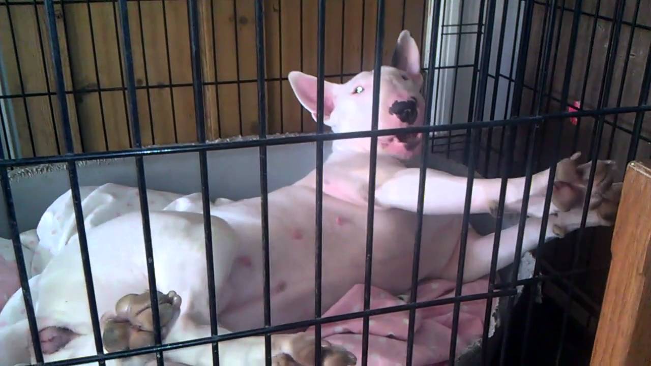 Soprano singing Bull Terrier - YouTube