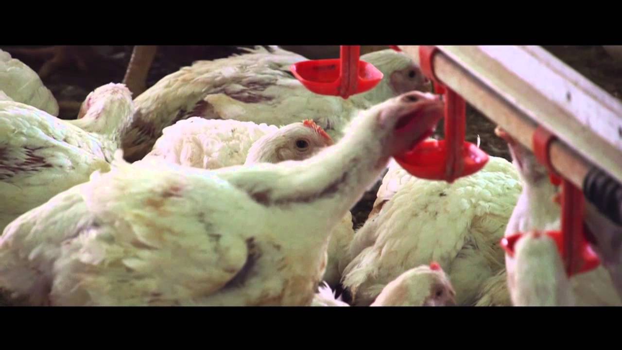 Αγροτικός Πτηνοτροφικός Συνεταιρισμός Άρτας (Εταιρικό Video) - YouTube