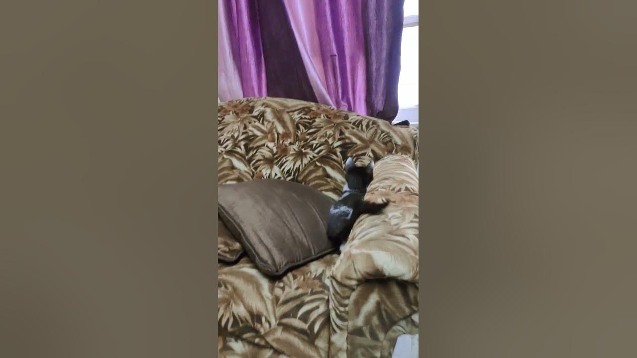 Toffy er play time#love #kitten #catlover #youtubeshorts #like #comment #share - YouTube