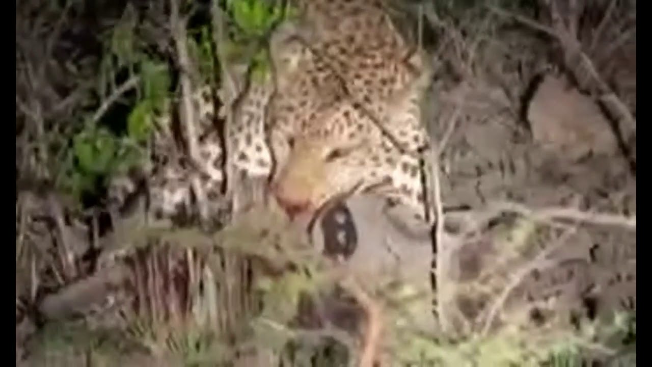 Warthog Cry - YouTube
