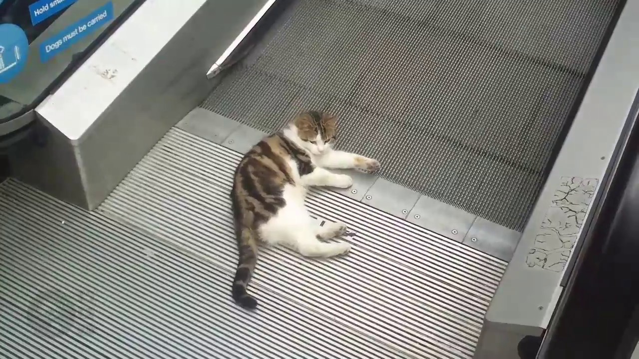 Cat on a conveyer belt - YouTube