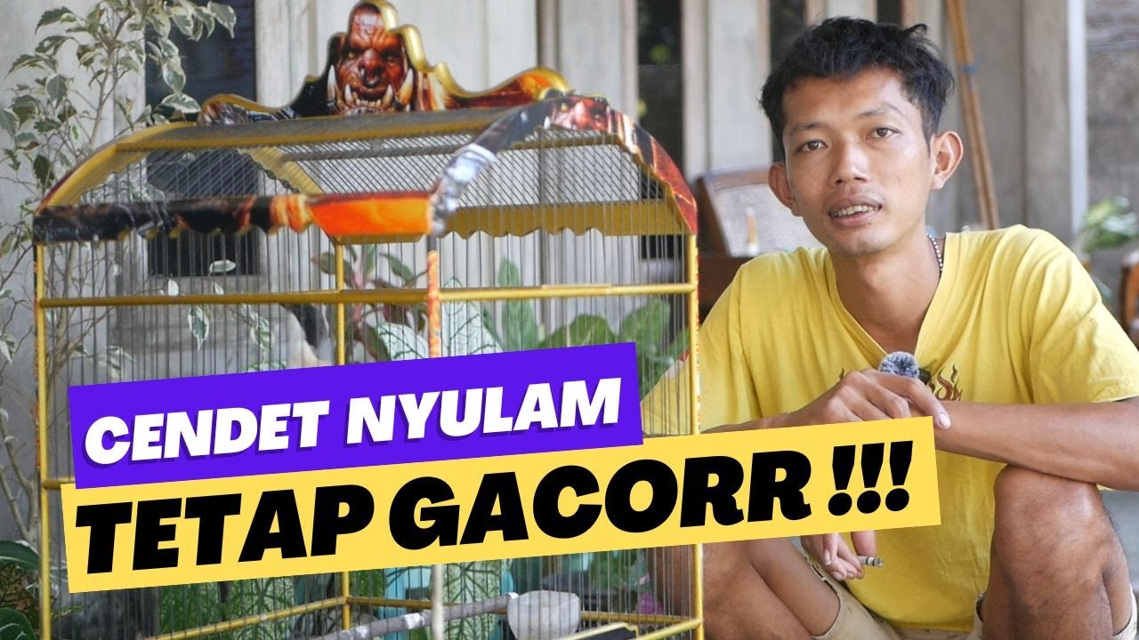 Perawatan Cendet Nyulam Agar Tetep Gacor - YouTube