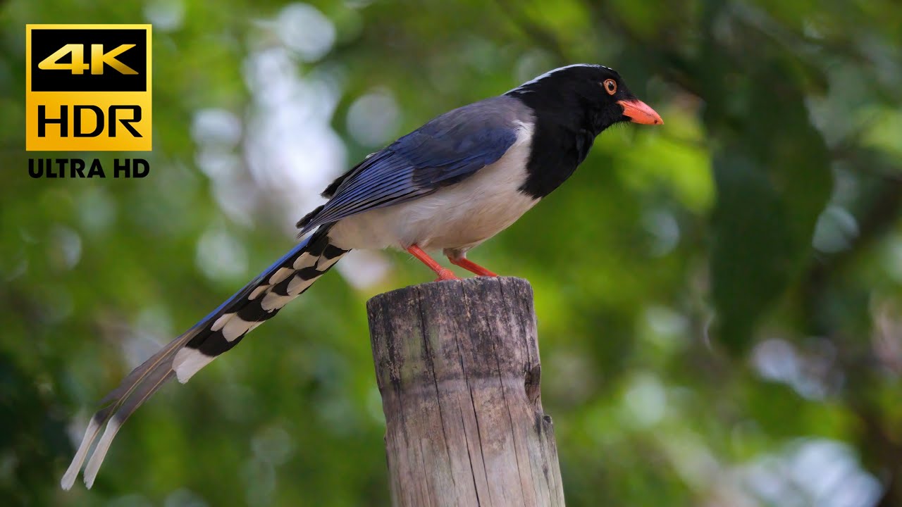 Red-billed Blue Magpie Dancing - 4K HDR 60FPS - YouTube