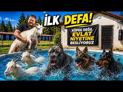 Keçilerim ve Köpeklerim İLK DEFA Aynı Havuzda Yüzdü! (Efsane Anlar)