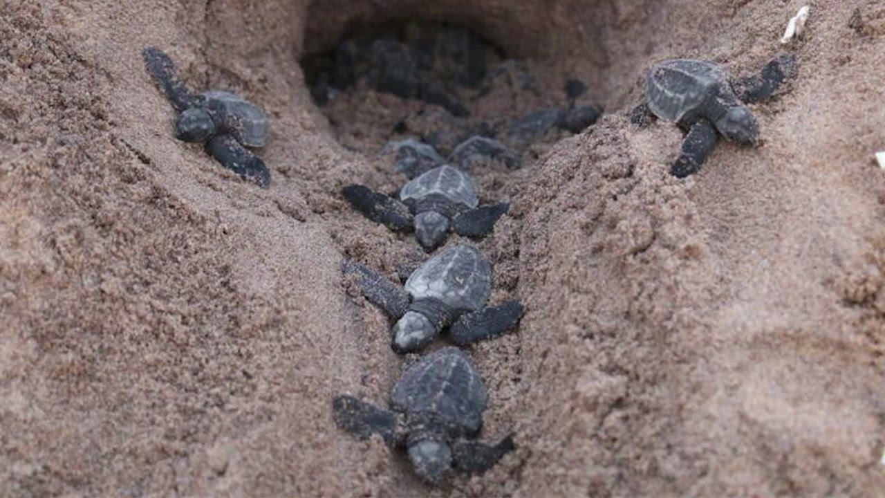Baby Olive Ridley Sea Turtle