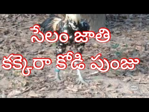 selam jathi kakkera kodi punju #natukollu #farming #farm #longtail # ...