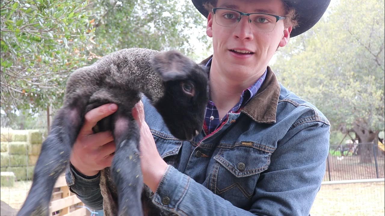 How & Why To Dock Lamb's Tails - YouTube