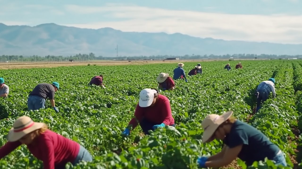 American Farmers Harvest These 9 Crops This Way - A Documentary of ...