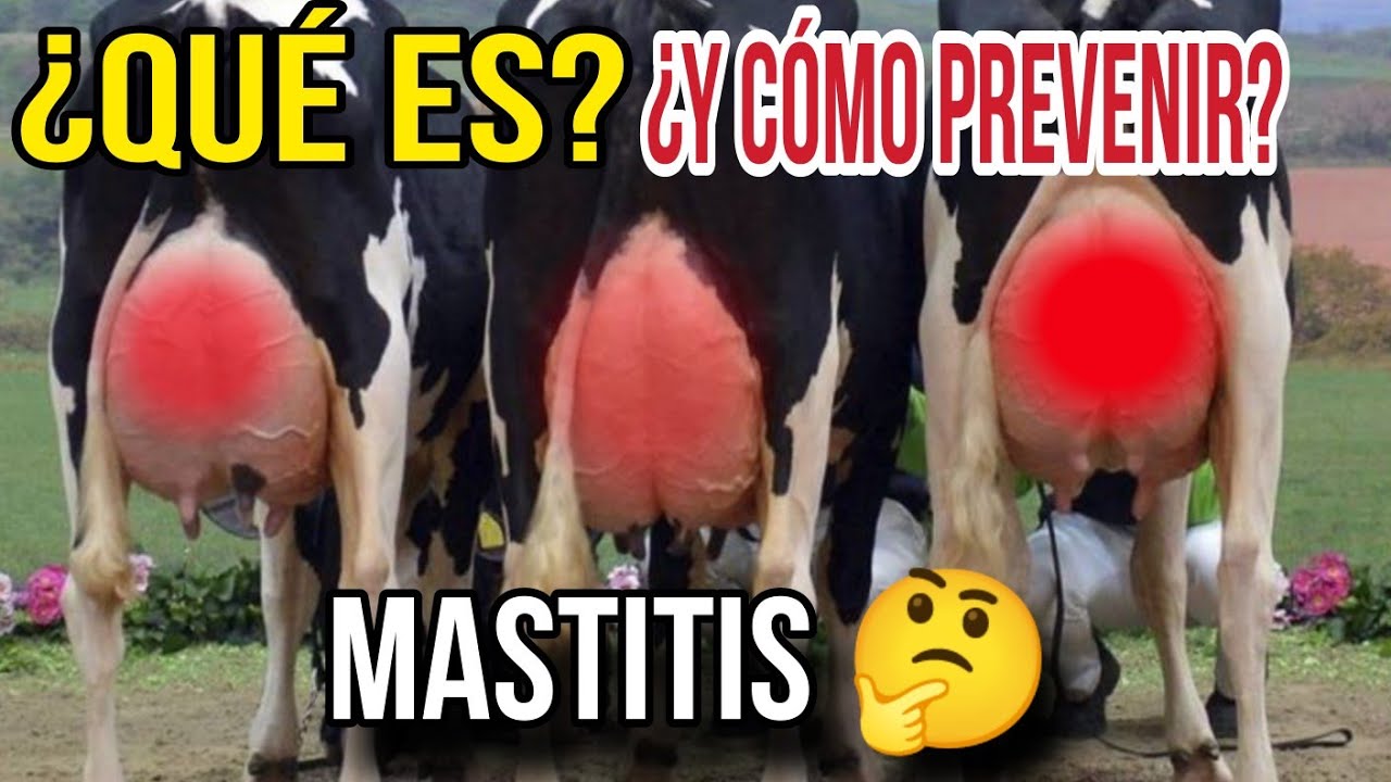 🔴 MASTITIS EN LAS VACAS 🔴 - Todo lo que necesitas saber sobre esta ...