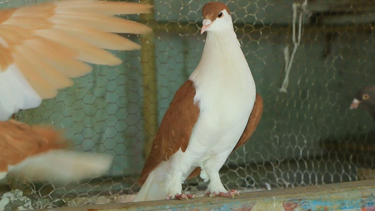 Afghani Pigeons Collection afghani-pigeons-collection