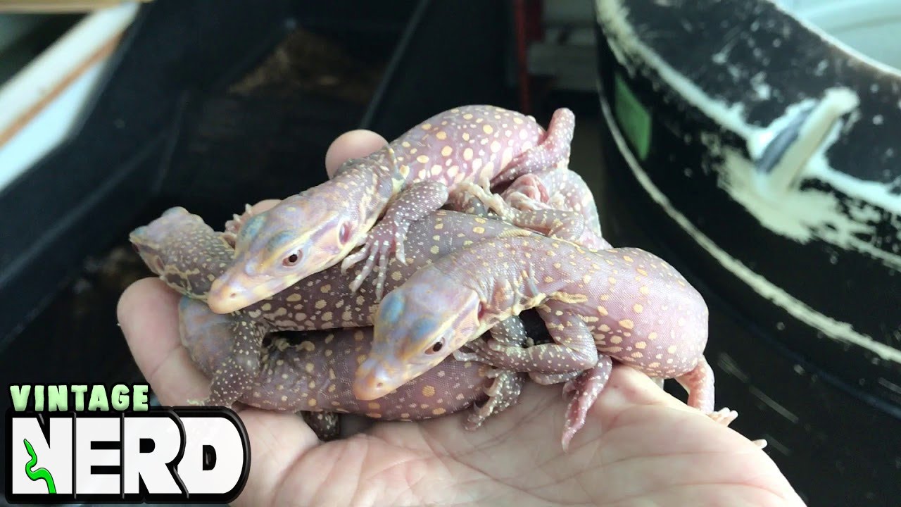 Albino Water Monitor