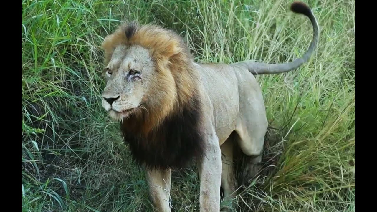 Real Life Lion King | Ndhzenga Male & Ntsevu Pride | 16 March 2024 ...