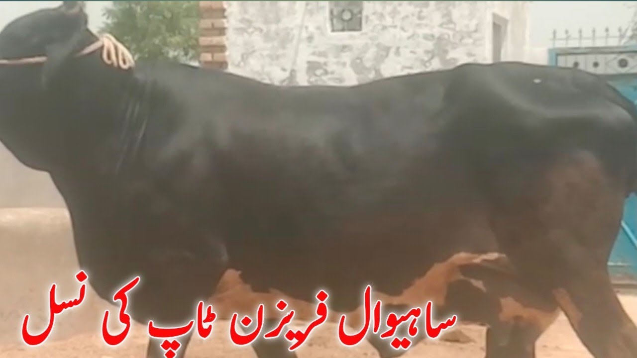 2 Cows Tow Quailtys for Sale - YouTube