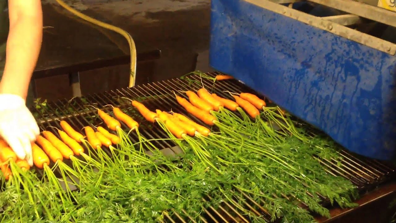 LCF Briand Carrots washing - YouTube