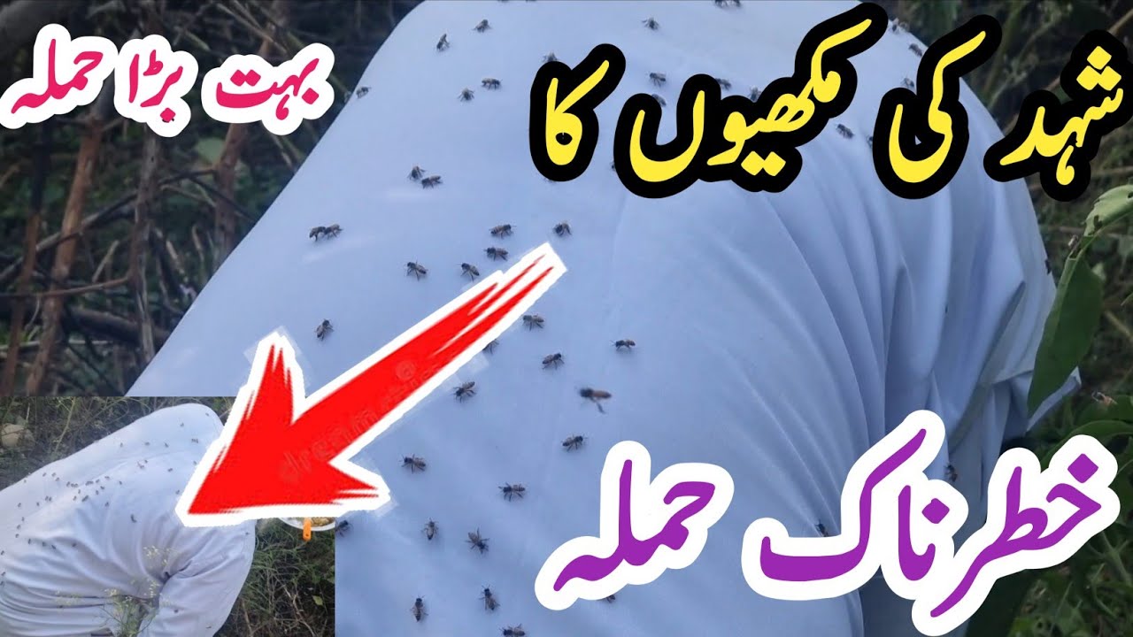 Dangerous attack of bees |Dadyal Azad Kashmir video 2022 - YouTube