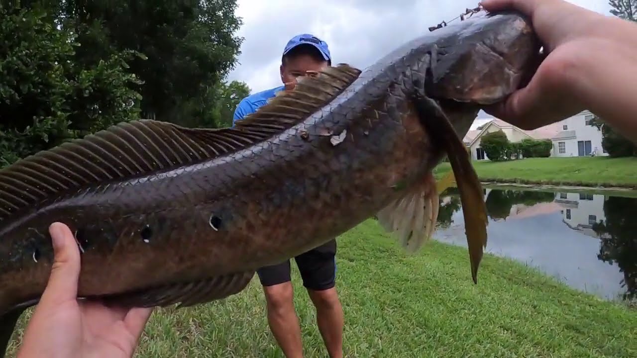 Catching Bowfin and Snakehead in South Florida. - YouTube